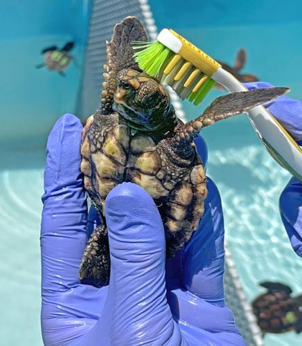 Turtle hatchling rescued during storm | Local News | keysnews.com