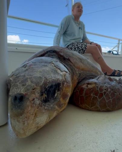 Loggerhead turtle rescued | Mile Markers | keysnews.com