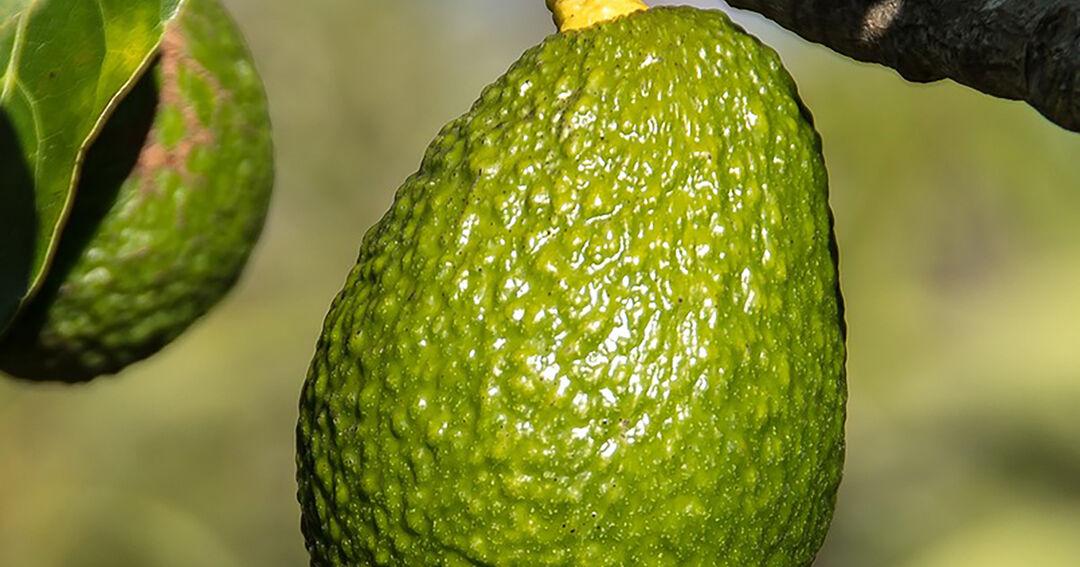 Avocado has long history helping humankind | Columns | keysnews.com