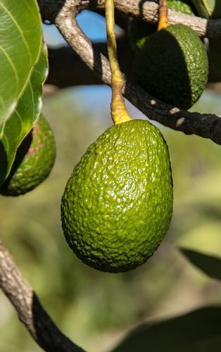 Avocado has long history helping humankind | Columns | keysnews.com