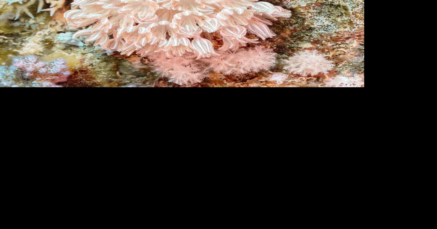 Invasive coral could threaten Florida coast | State | keysnews.com