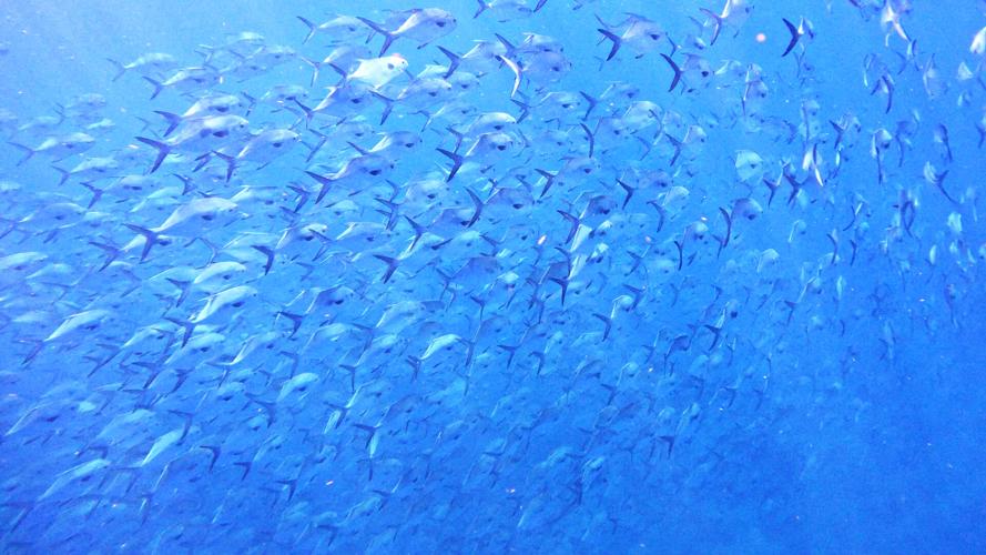 FWC reviews Western Dry Rocks closure | Local News | keysnews.com