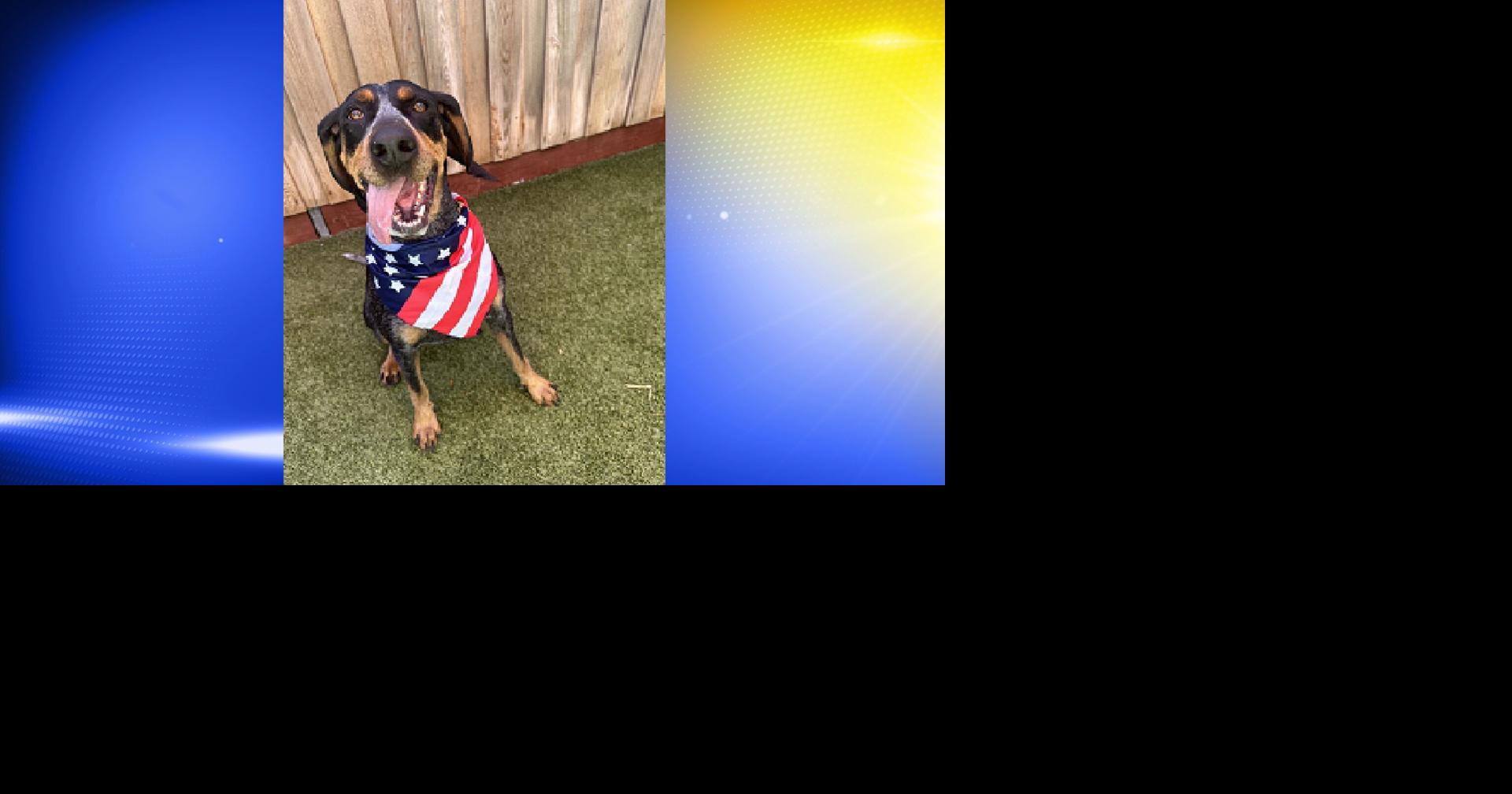 Greenhill Humane Society encourages pet safety as Fourth of July ...