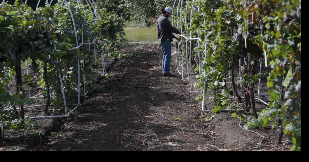 OSU research shows spray-on coatings may protect wine grape flavor from ...