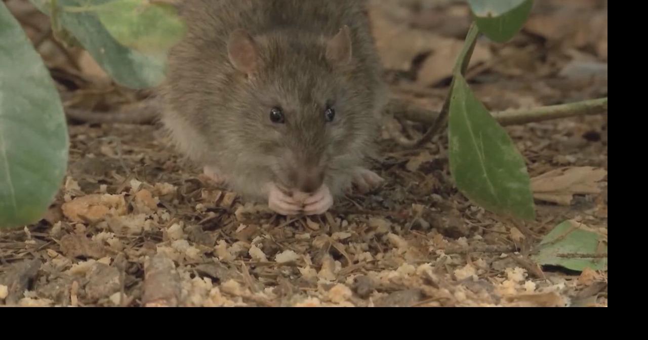 Eugene's rat situation is reportedly improving, experts share advice to ...