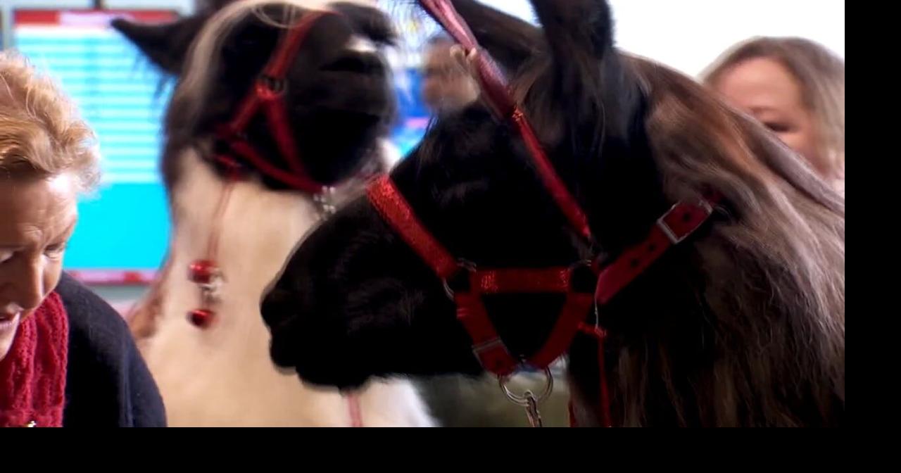 Therapy llamas visit Portland airport | Video | kezi.com
