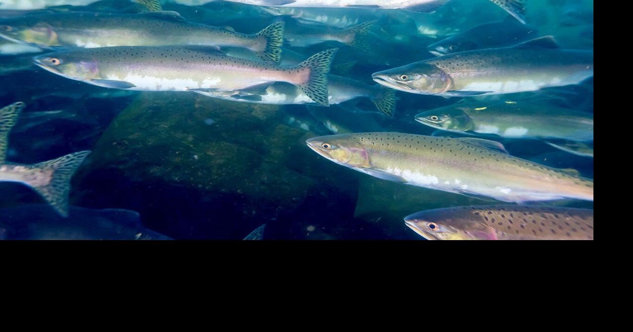 ODFW announces harvest ban on wild spring Chinook due to low population ...