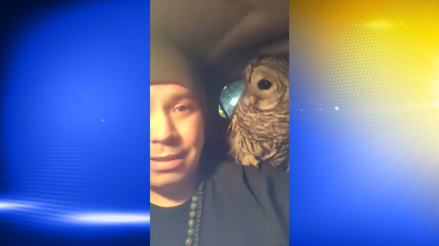 Eugene man rescues owl found wounded on busy road | News | kezi.com