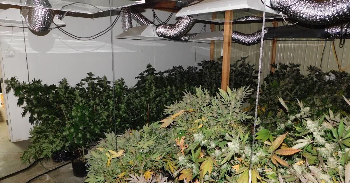 Linn County deputies seize numerous marijuana plants from illegal grow ...