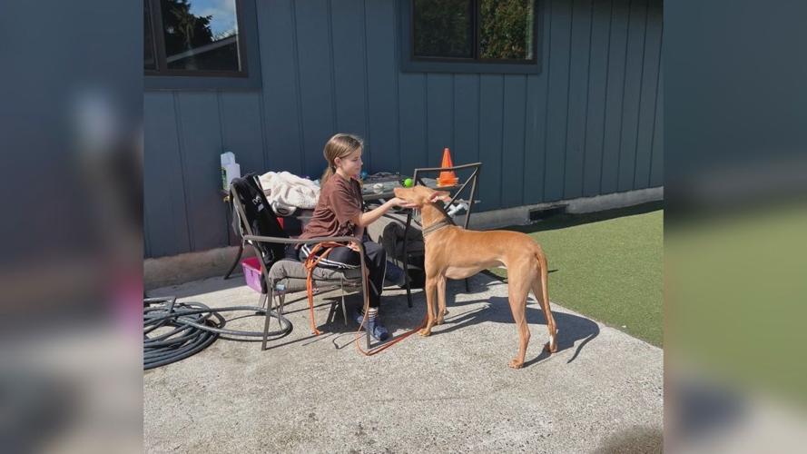 Family searching for answers after dog is shot at neighborhood park ...