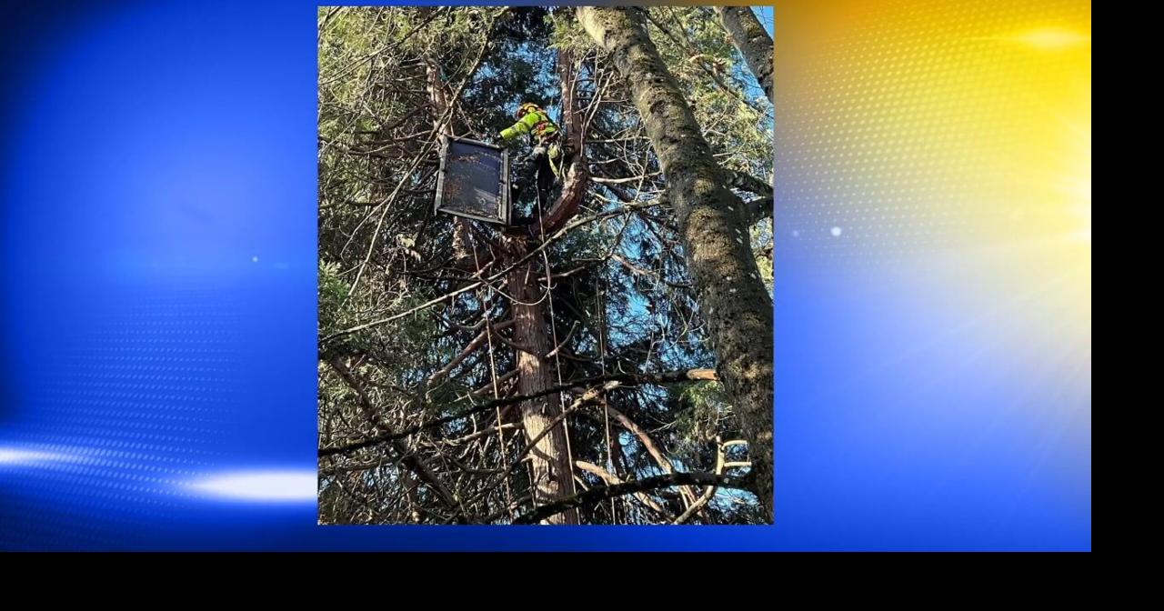 Pool table removed from Eugene tree | Video | kezi.com