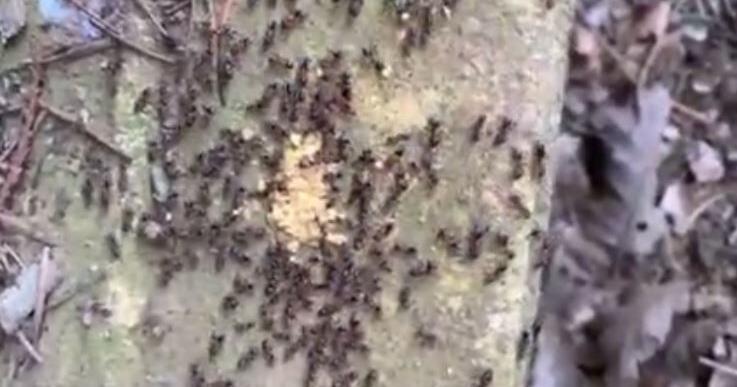 Warm spring weather brings out ants in droves | News | kezi.com