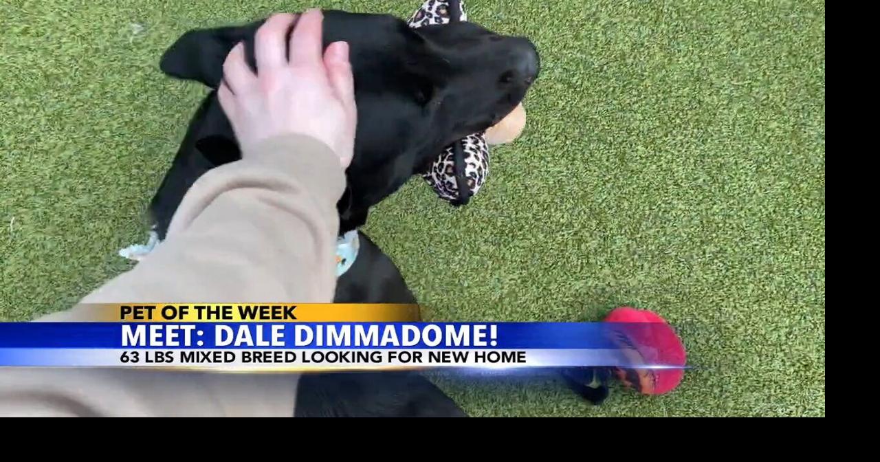 Pet of the Week: Dale Dimmadome | Video | kezi.com
