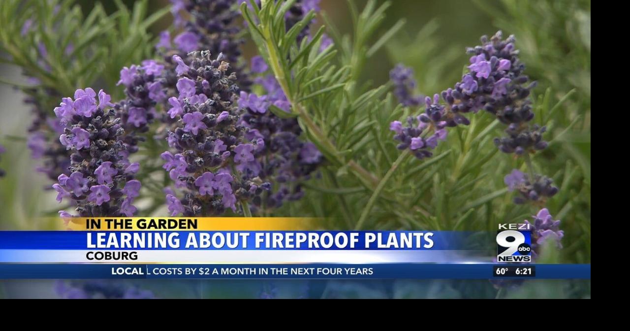 In the Garden: Learning about fireproof plants | Video | kezi.com