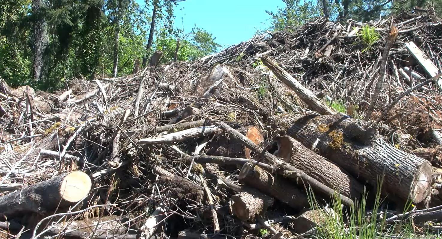 Debris from winter storm elevates wildfire risk, forestry officials say ...