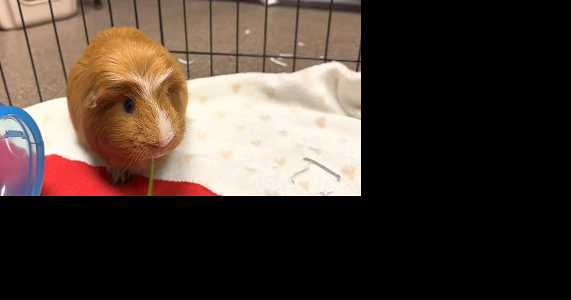 Pet of the Week: Mr. Guinea Pig | Features | kezi.com