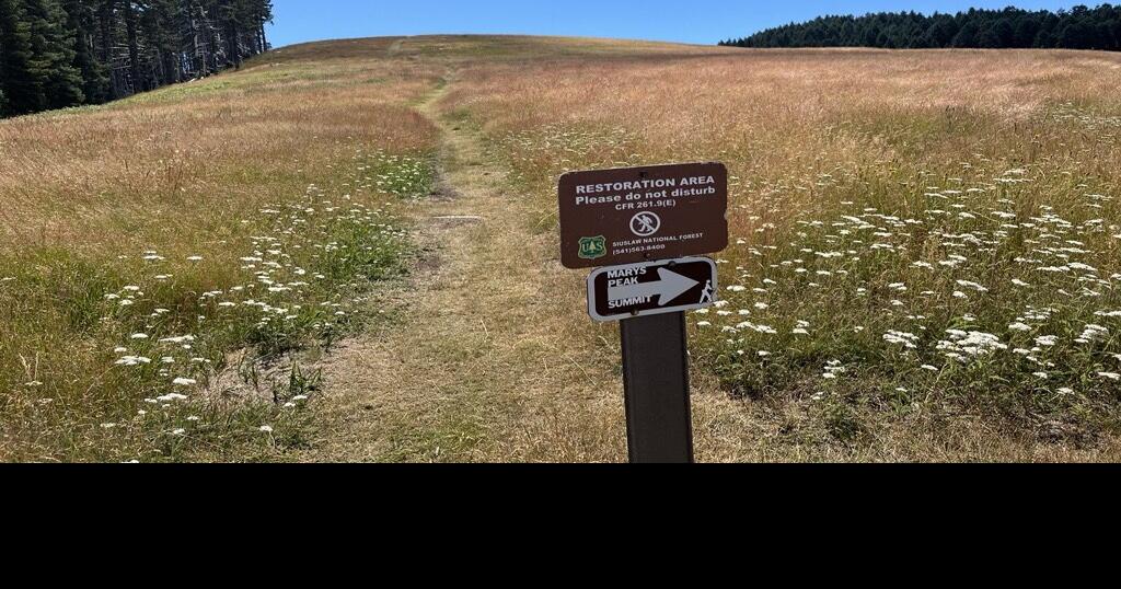 Marys Peak trail to be decommissioned for invasive species eradication ...
