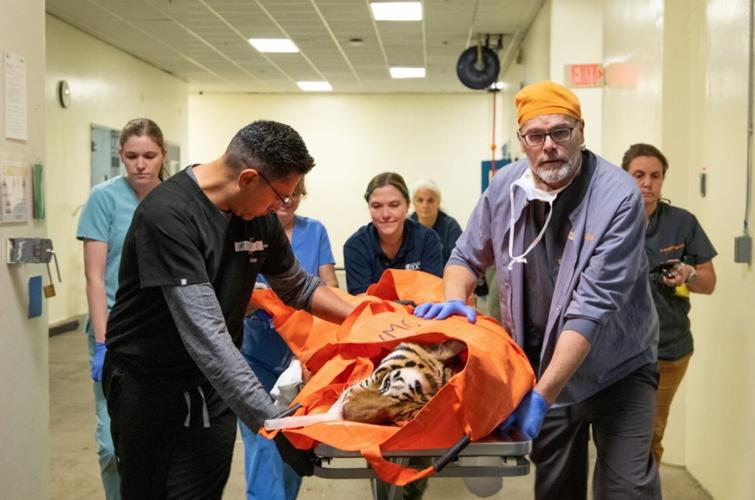 OSU veterinarians leave Oregon Zoo tiger happy and healthy after tests ...