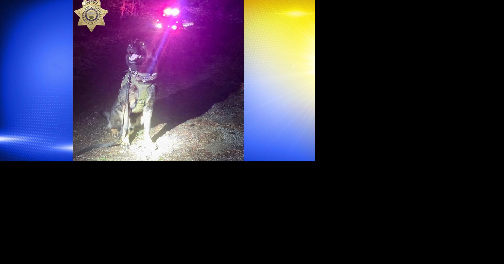Lane County deputies catch Dexter man after crash chase | Local | kezi.com