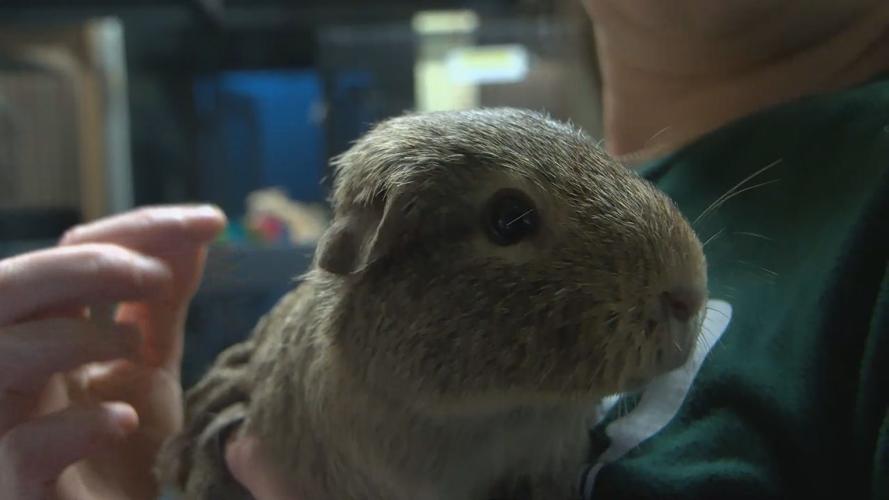Greenhill lets people pick their own price for adopted cats in ...