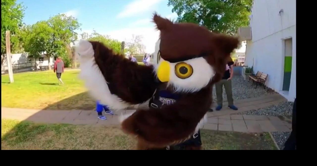 "Hootie" the Owl making world record attempt | Video | kezi.com