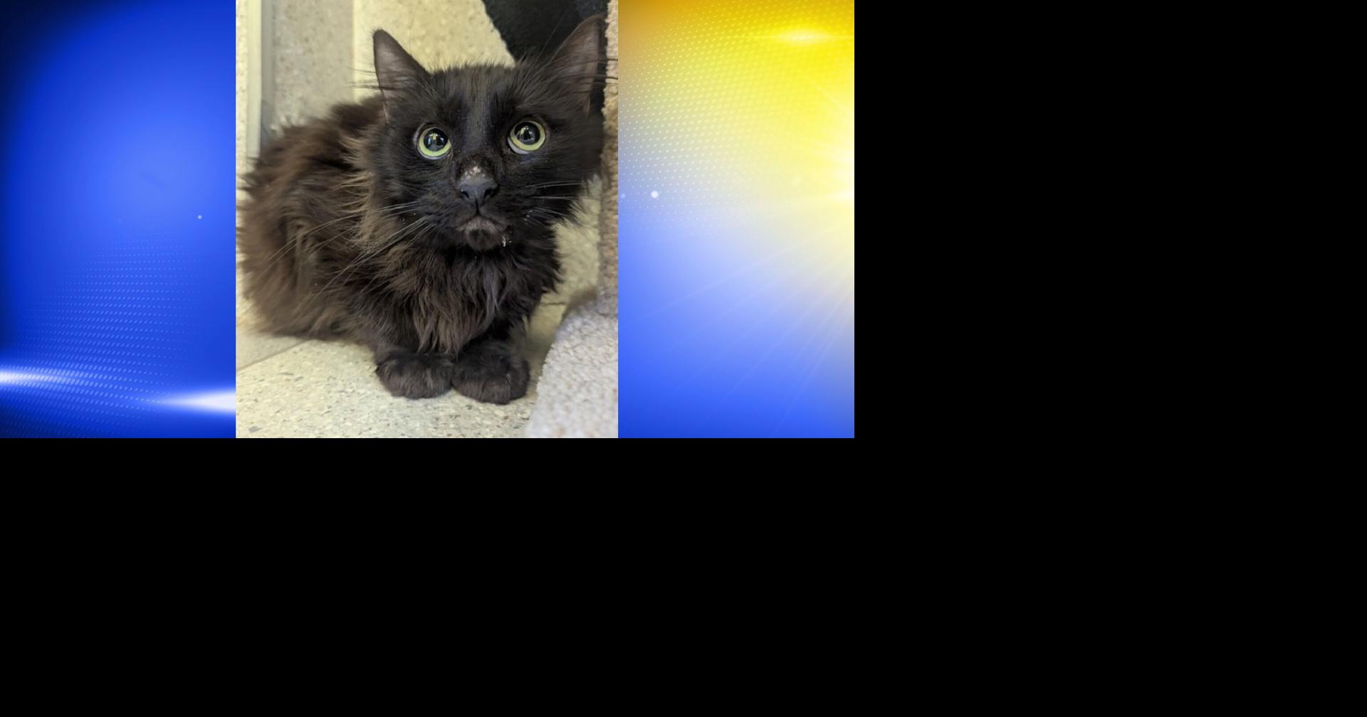 Nearly three dozen cats rescued in Springfield animal hoarding case ...