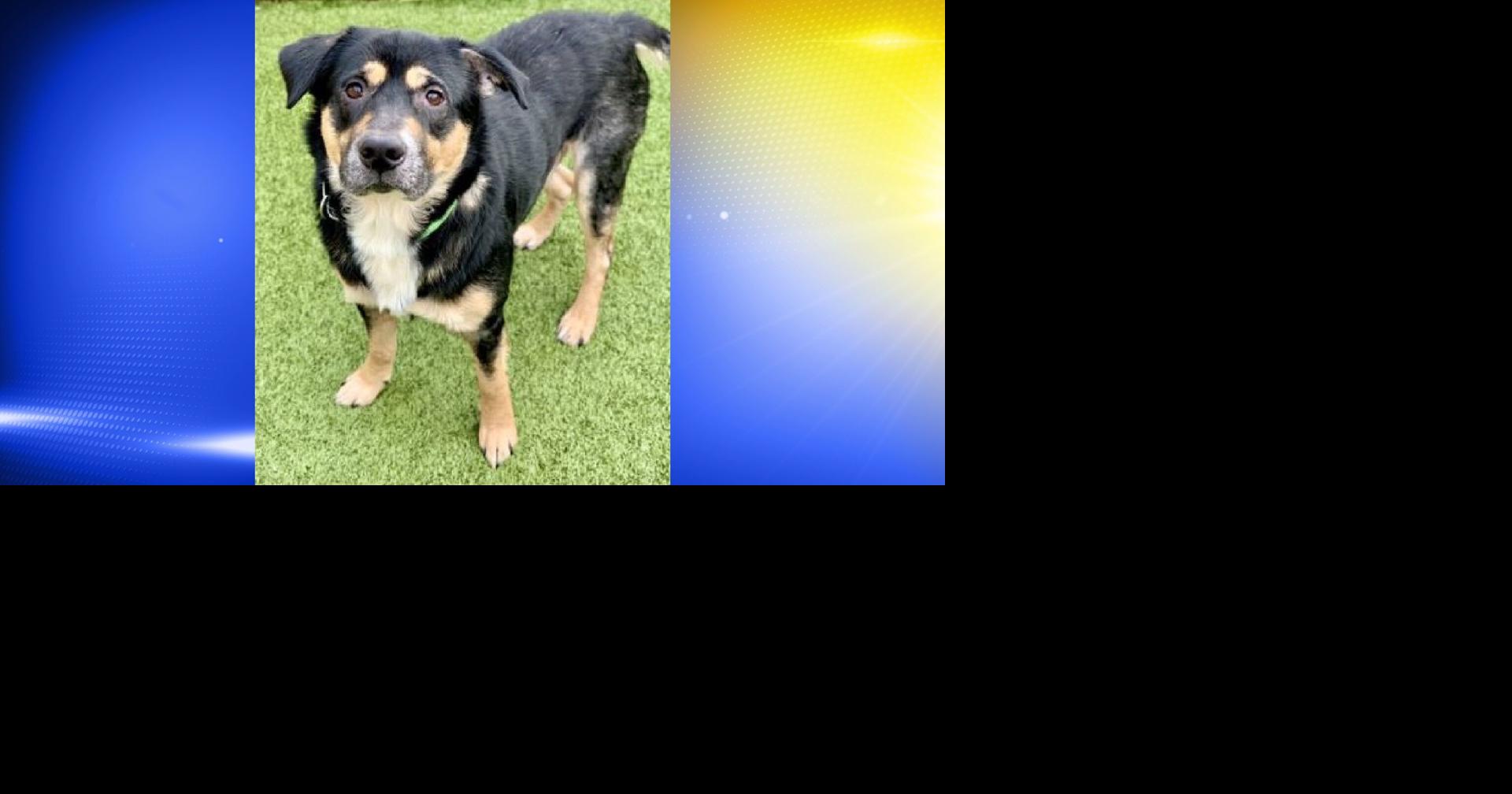 Pet of the Week: Oliver | Local | kezi.com