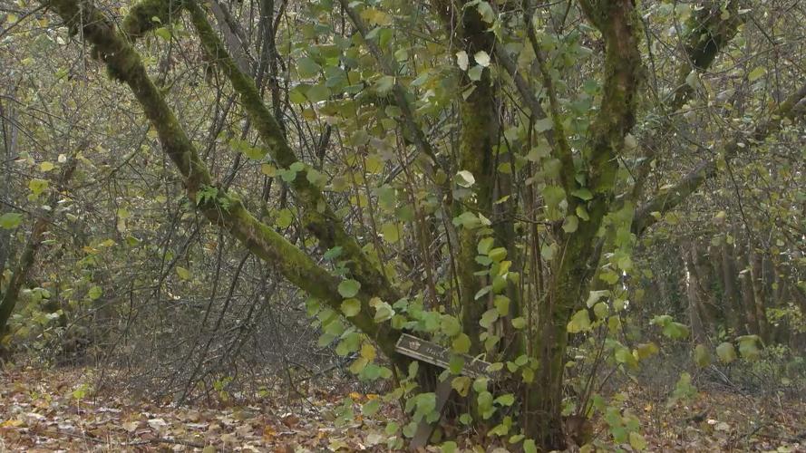 Springfield's Dorris Ranch to begin final tree removal in multi-year ...