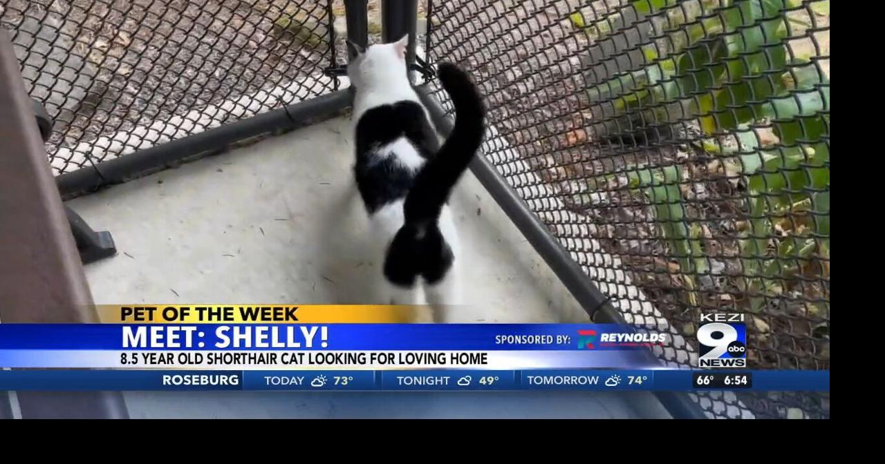Pet of the Week: Shelly | Video | kezi.com
