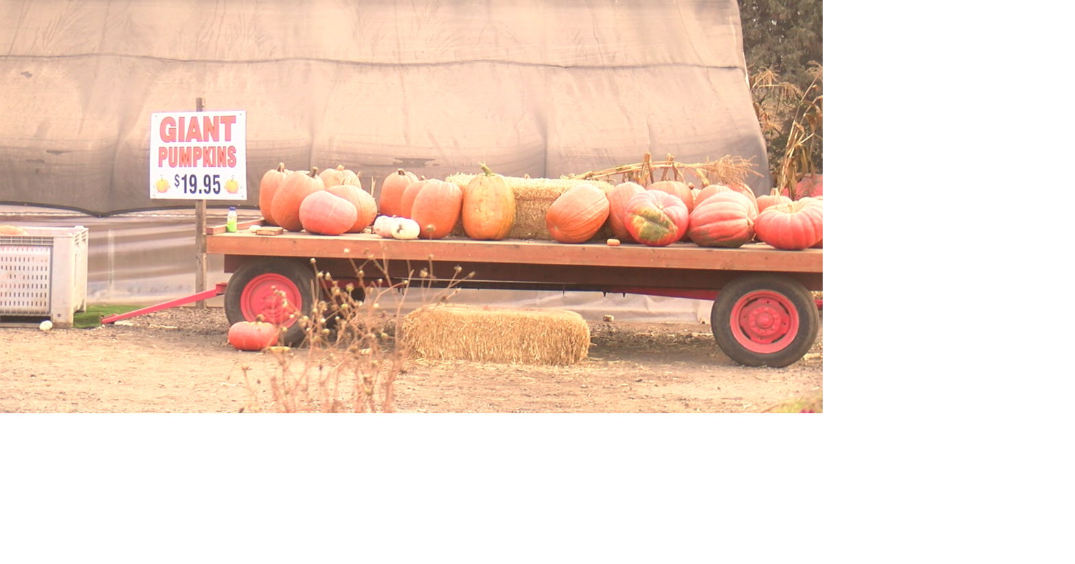 Halloween pumpkins pricier due to inflation, Eugene farm says | News ...