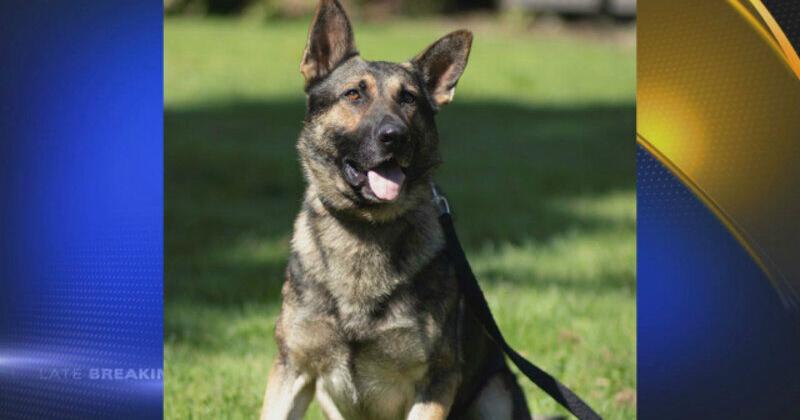 Police dog tracks down suspect in snowy conditions | Crime | kezi.com