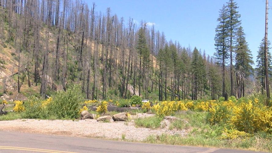 Holiday Farm Fire victims reflect as another fire season kicks off ...