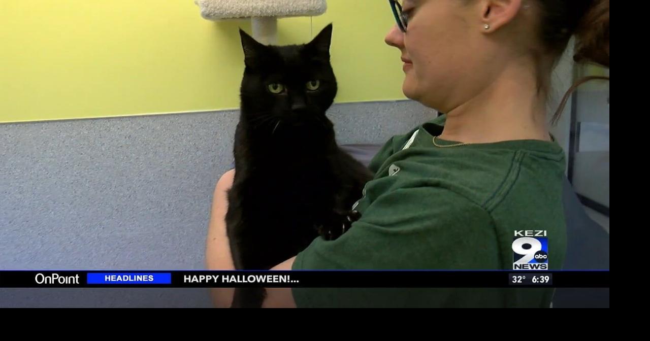 Animal shelters see influx of lost pets on Halloween | Video | kezi.com
