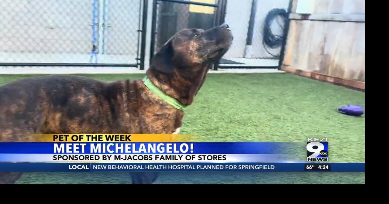 Pet of the Week: Michelangelo | Video | kezi.com