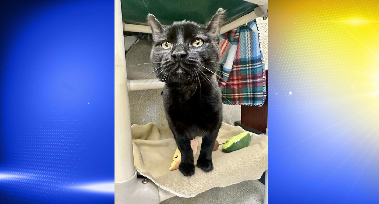 Multiple cats rescued from Springfield apartment fire now available at ...