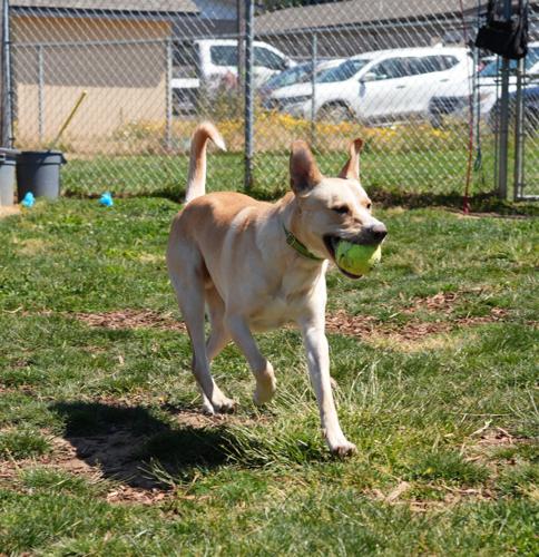 Pet of the Week: Apollo | Local | kezi.com