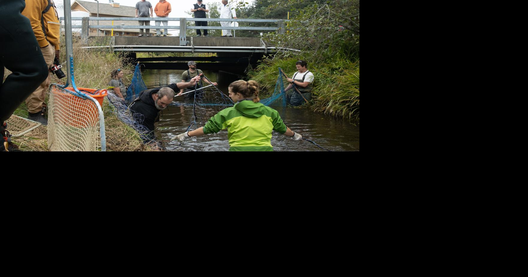Fall Chinook salmon run looks stronger this year, officials say | News ...