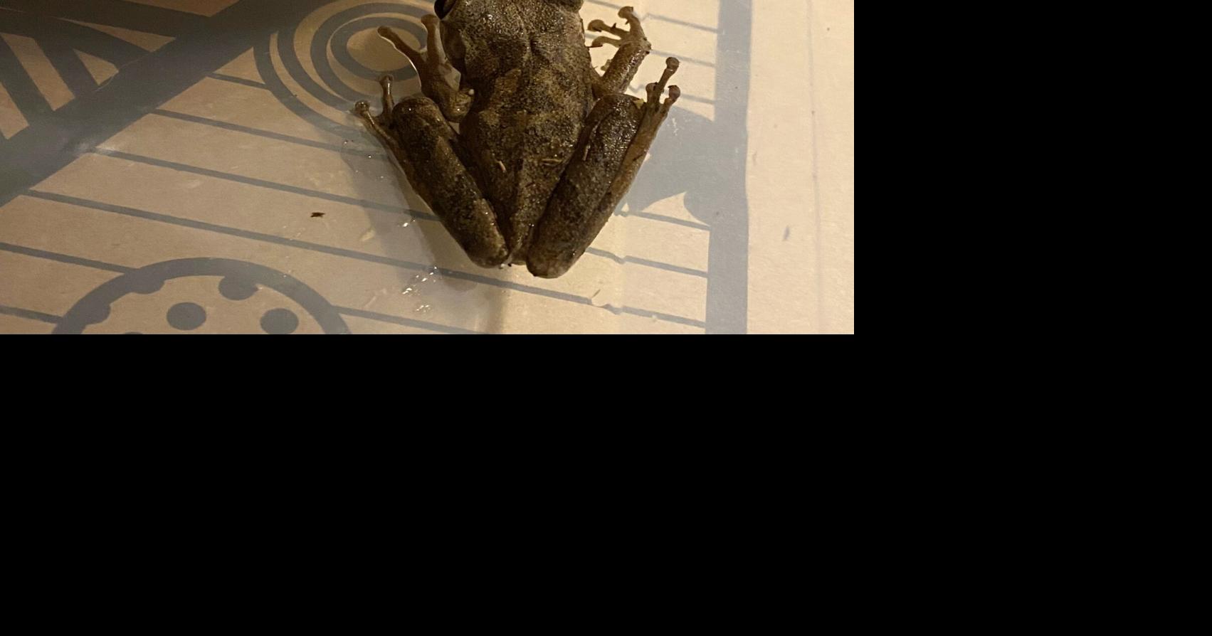 Invasive tree frog found in Oregon | News | kezi.com