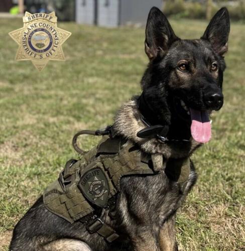 Man arrested for theft after surrendering when K-9 unit deployed, LCSO ...
