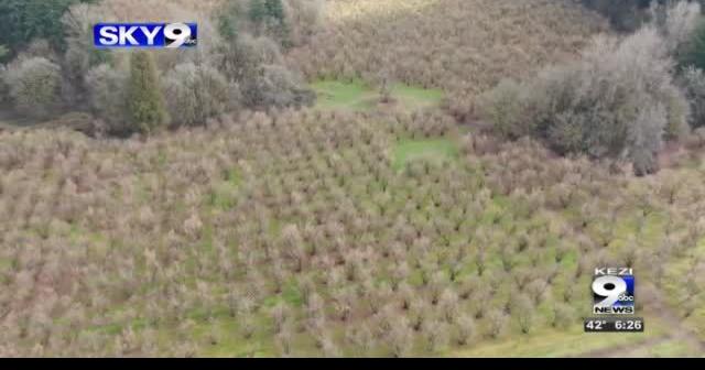 Hundreds of filbert trees to be replaced at Dorris Ranch | Local | kezi.com