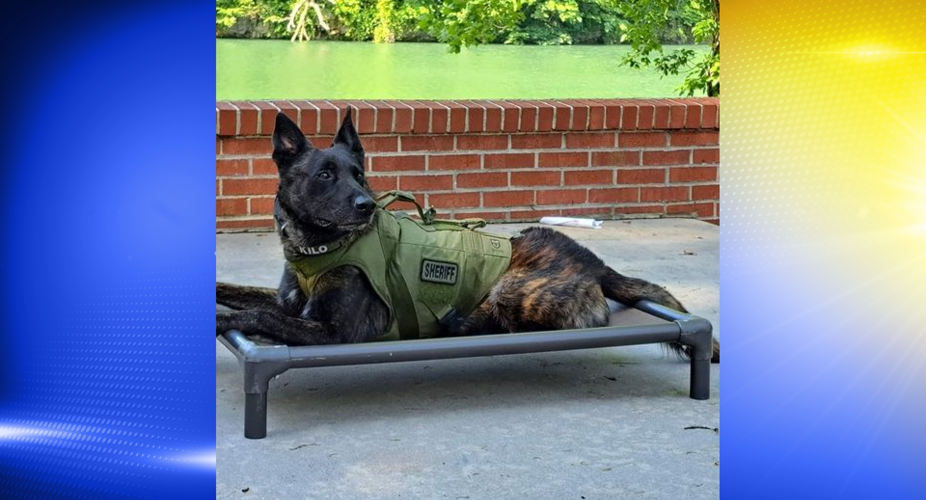 Cottage Grove police looking to get protective gear for their K-9 units ...