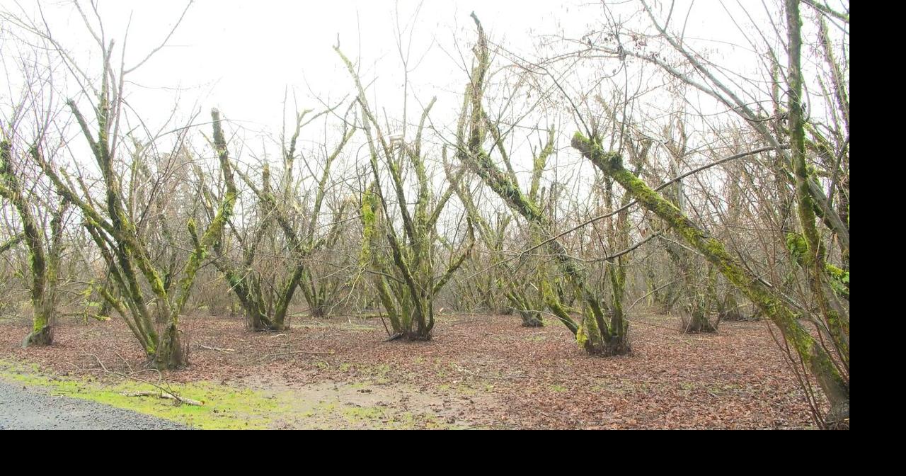 Filbert orchards assessing damage after ice storm | Video | kezi.com