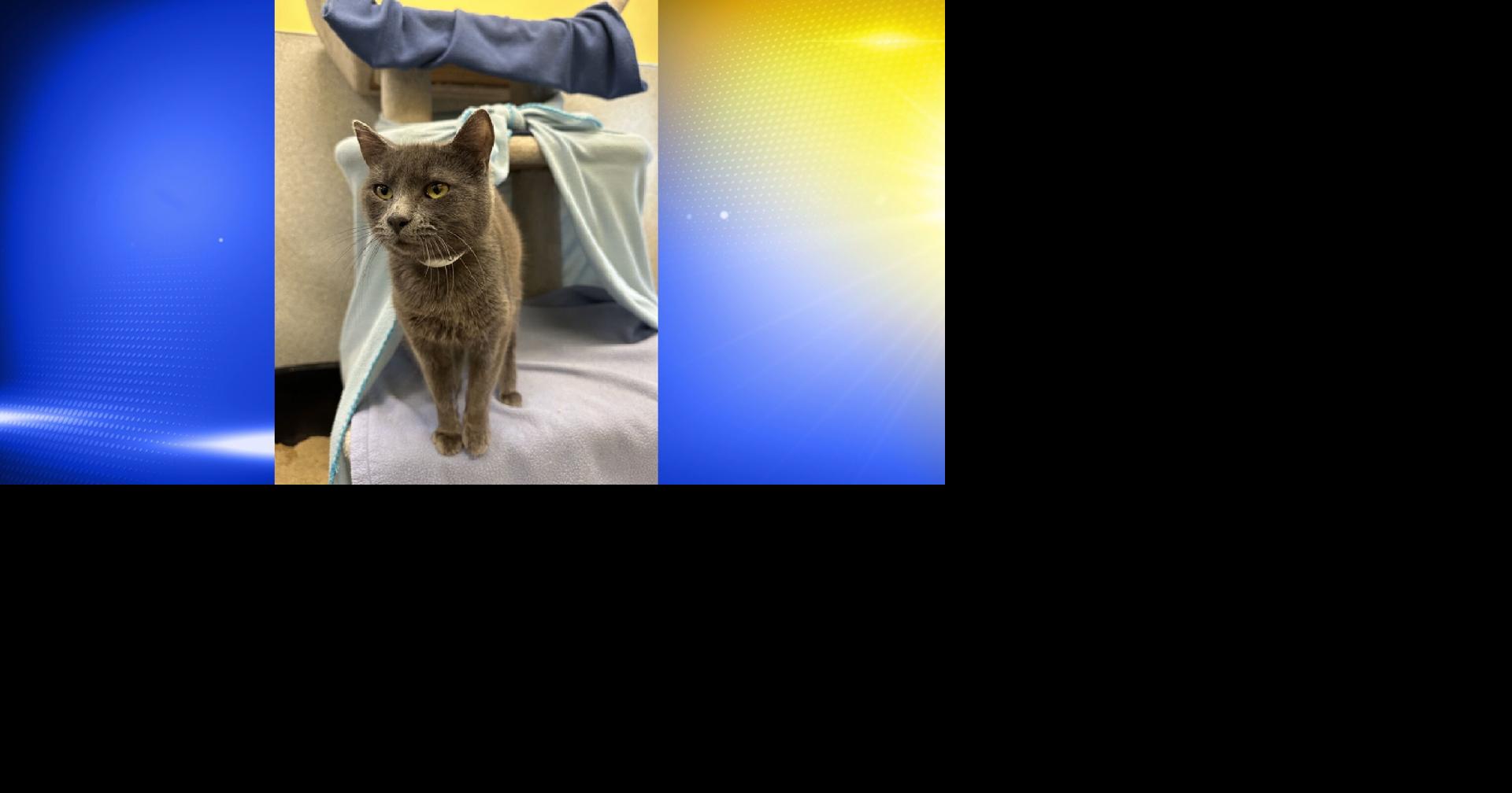 More than three dozen cats rescued following Springfield neglect ...