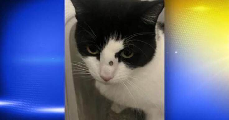 Creswell resident’s cat shot in face with pellet gun | Local | kezi.com