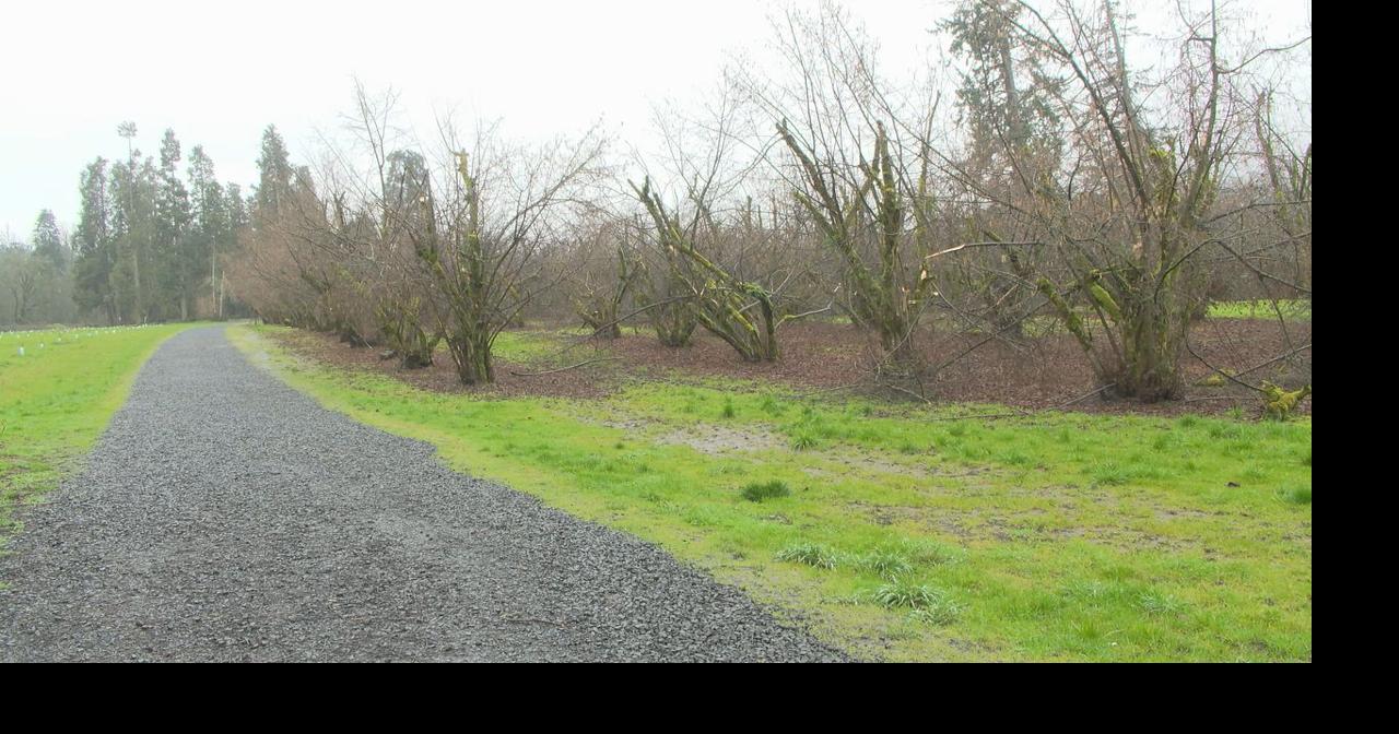 Hazelnut orchard at Dorris Ranch | | kezi.com