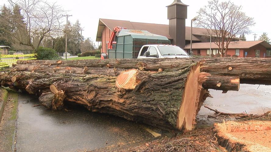Eugene church removes trees without permits | News | kezi.com