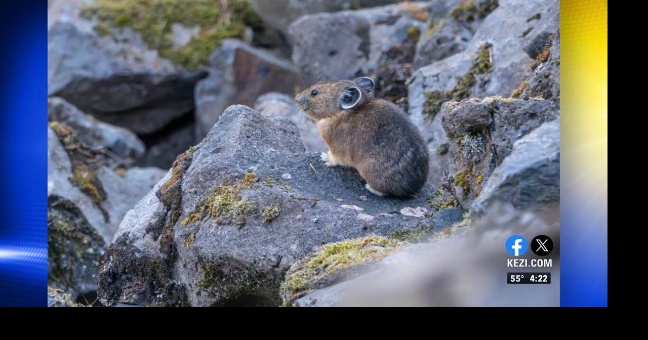 Pikas on the rise in the Columbia Gorge | Video | kezi.com