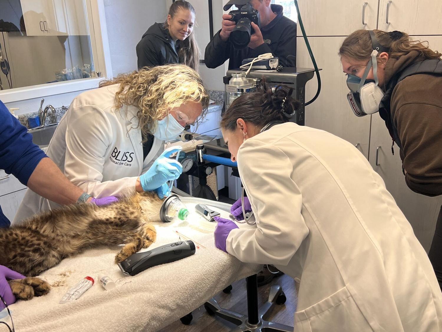 Medford vet cares for cheetah cub with eye injury | | kezi.com