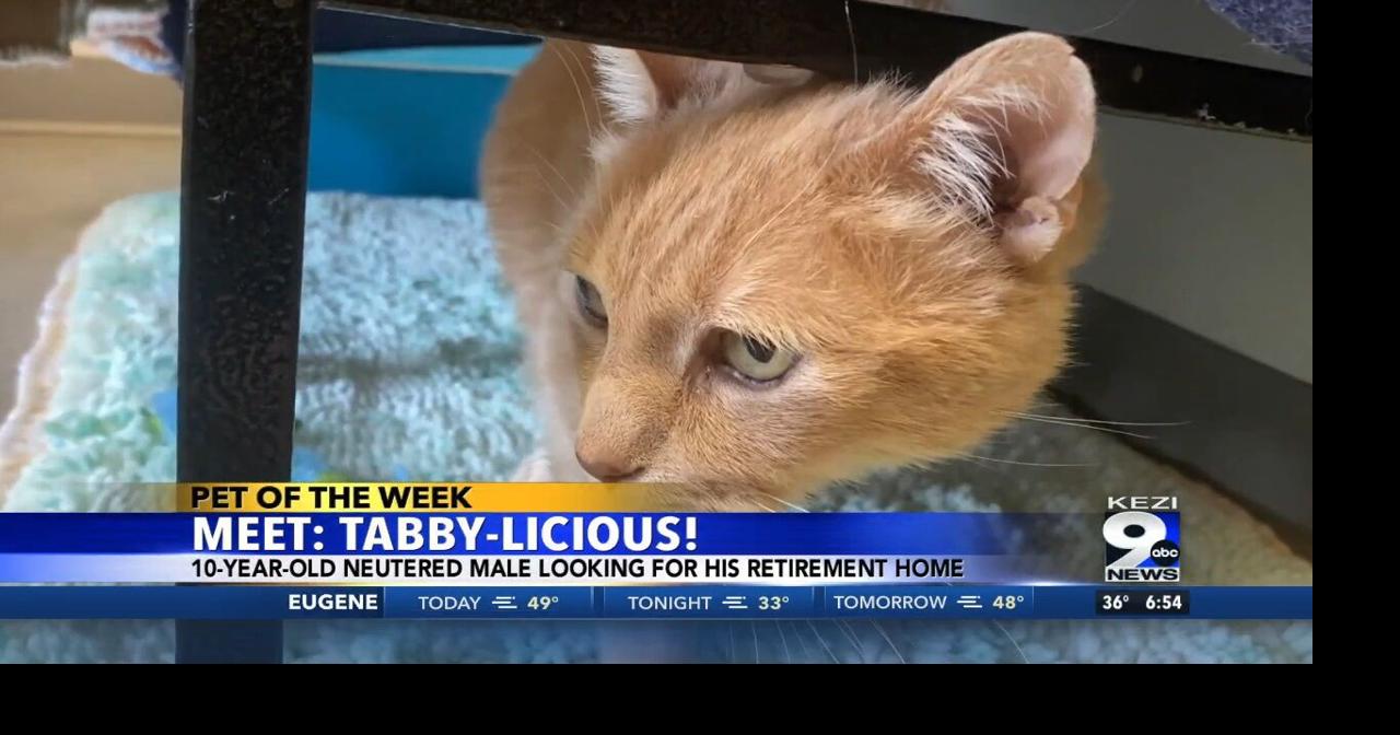 Pet of the Week: Tabby-licious | Video | kezi.com