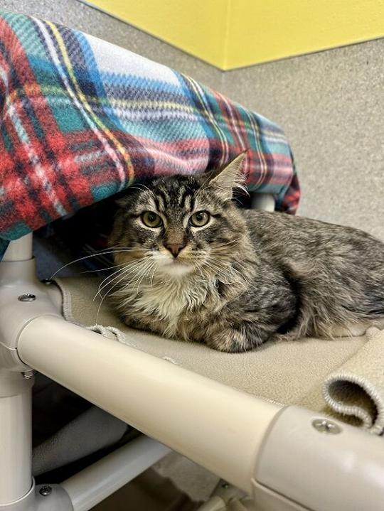 Multiple cats rescued from Springfield apartment fire now available at ...